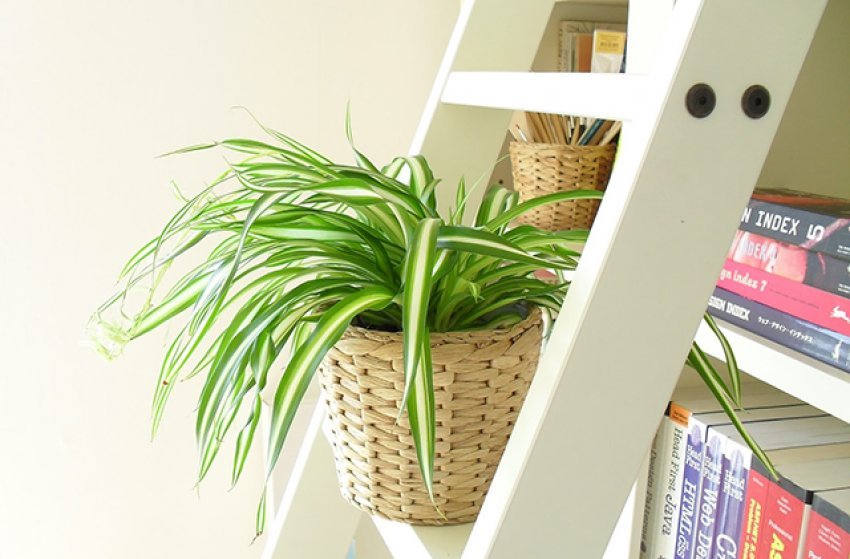 Zambaku i gjelbër, kundër viruseve dhe baktereve | Albanian Post ...